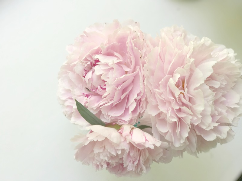 Fresh Cut Flowers are the Cure for Cabin Fever and Mom Brain